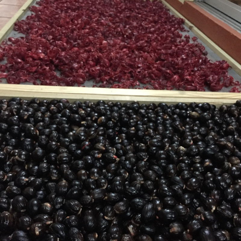 Harvesting nutmeg in Grenada