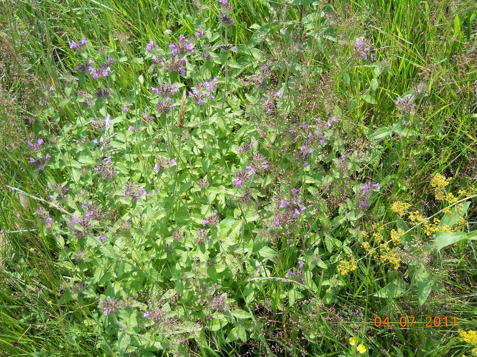 blogu lui florica: Pajisti inflorite