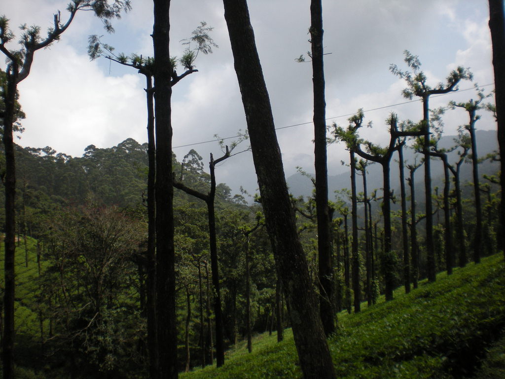 Tamilnadu Tourism: Manjolai Tea Estate, Manjolai Hills