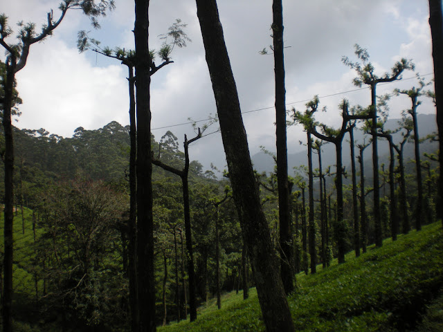 Tamilnadu Tourism: Manjolai Tea Estate, Manjolai Hills