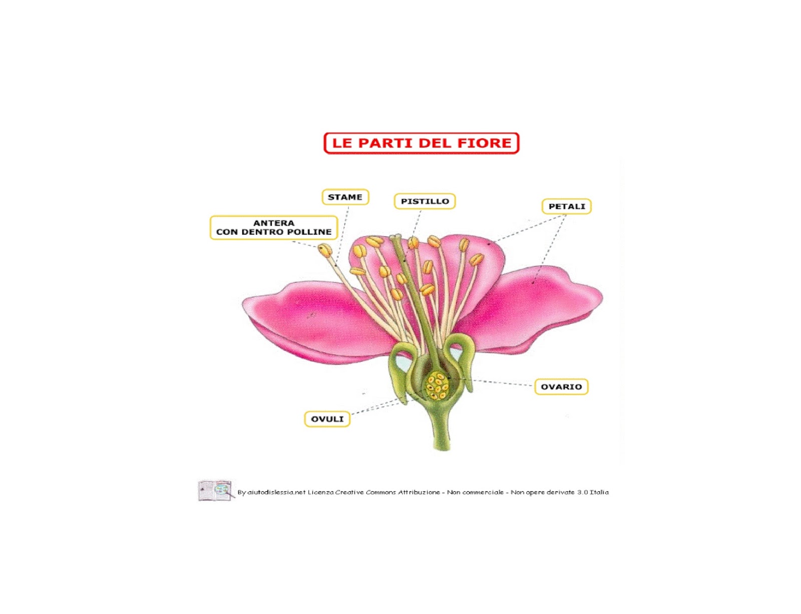 dallaterzainpoi: SCIENZE