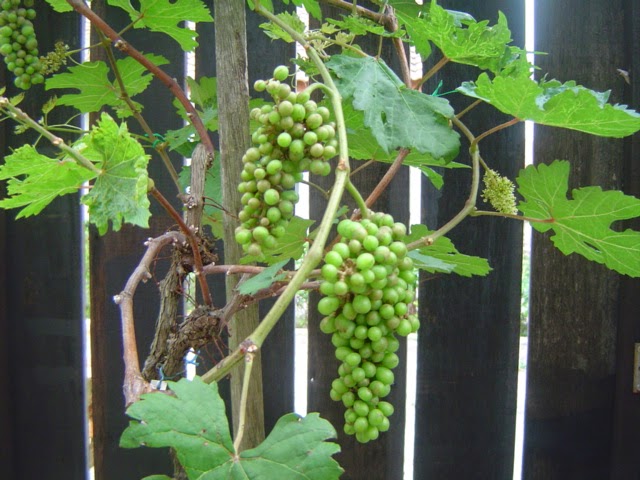 Floras Lovers ... All About Gardening: DIY LOVERZ > Teknik Menanam ...