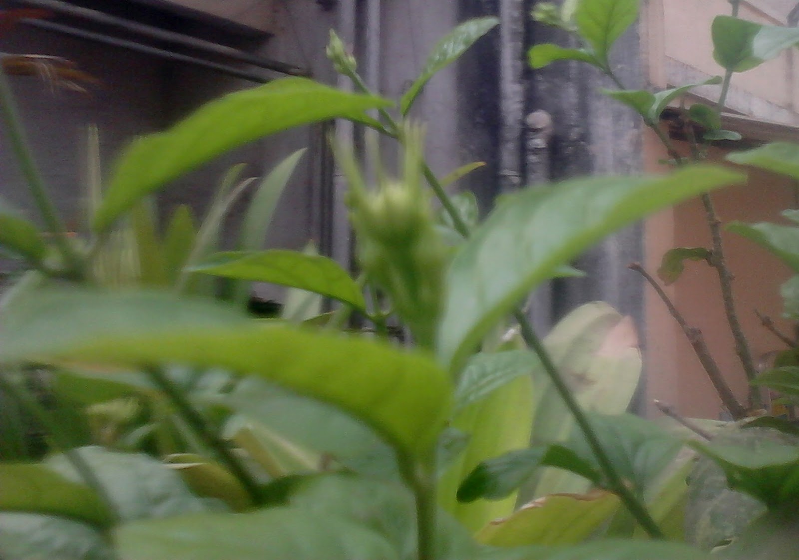 Garden Care Simplified: Simple Flowering Tips for Mogra Flower Plant