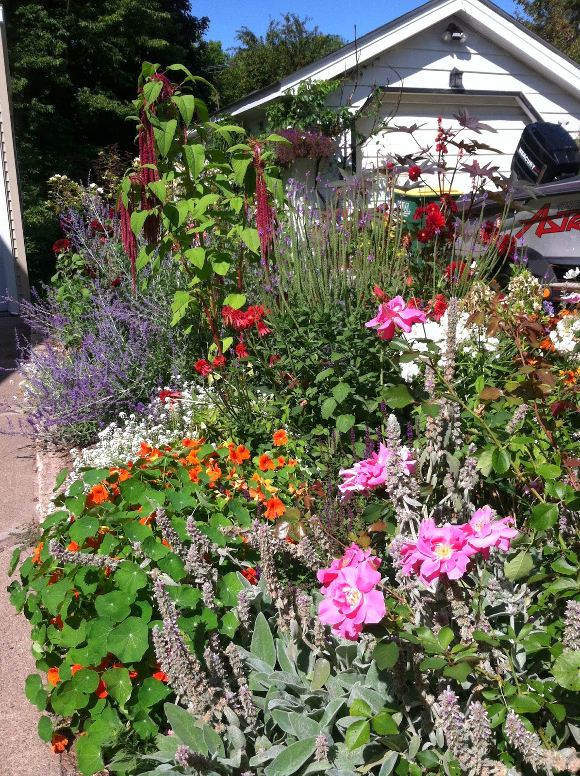 I Love My Garden: Reminiscing on Last Summer