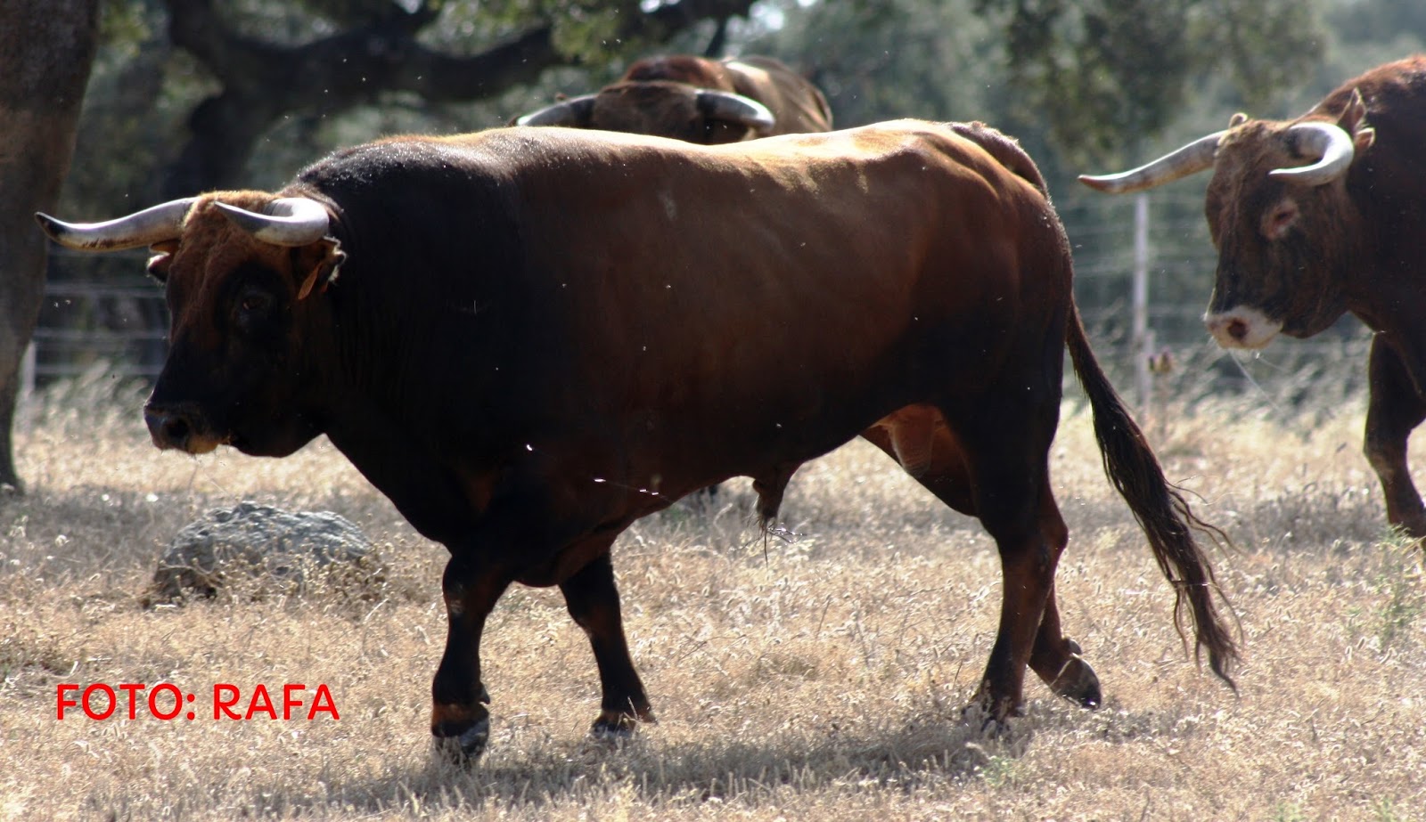 Toreo en Red Hondo: FERIA DE TAFALLA, 2016 (1): LOS TOROS DE AGUADULCE