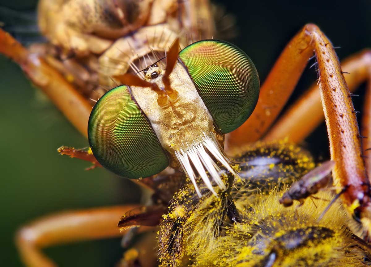 SARH Inc.©: Las 10 imagenes de insectos mas increibles!