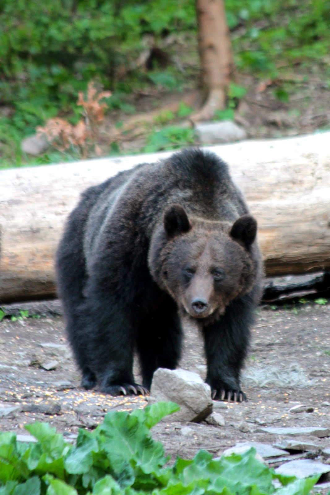 béel photo: A barna medve (Ursus arctos)