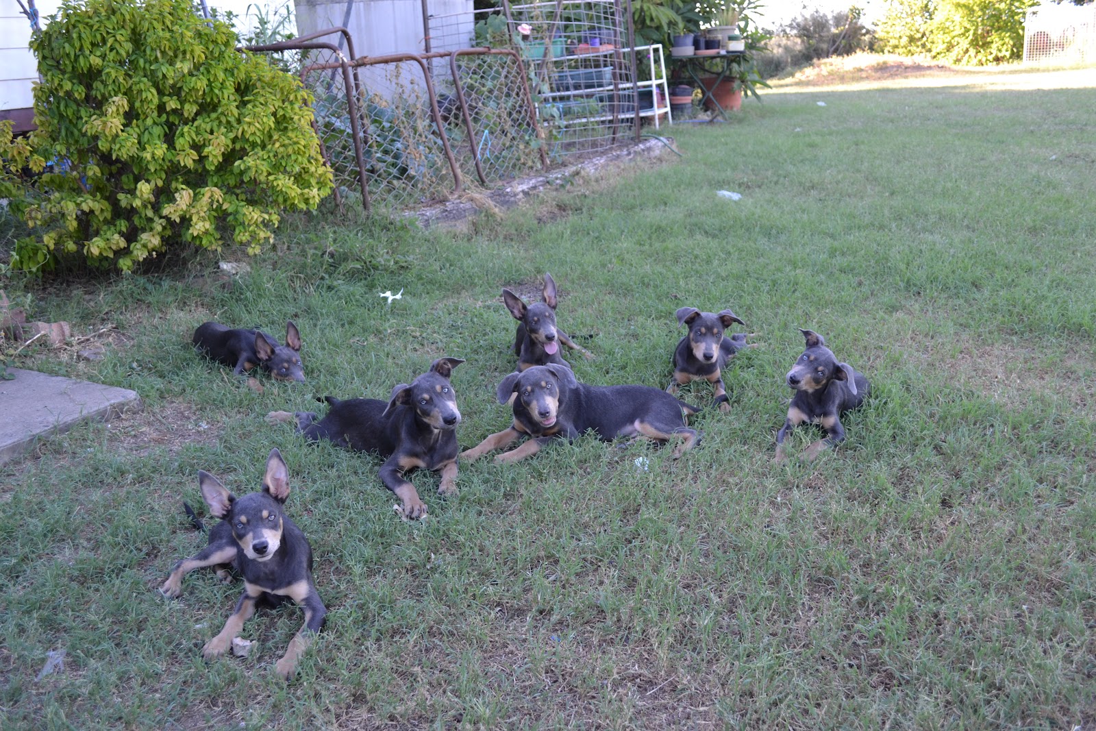 Silver Star Kelpie Stud: PUPPIES Max & Kim