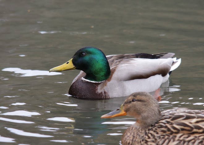 BIRDING - Kyoto, Kansai and Japan: dabbling ducks