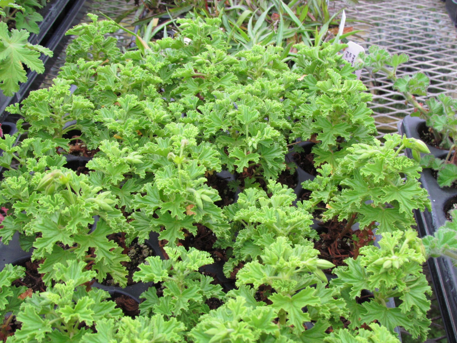 Thyme On My Hands: Scented Geraniums!