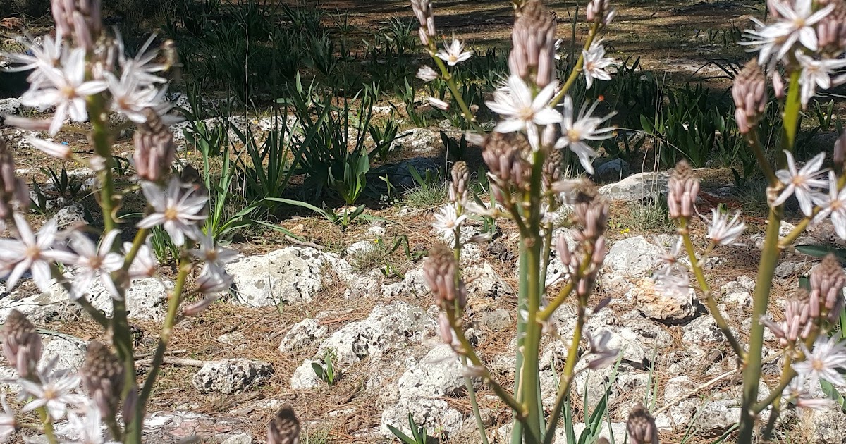 VAROVA VE ORGANİK UYGULAMALAR