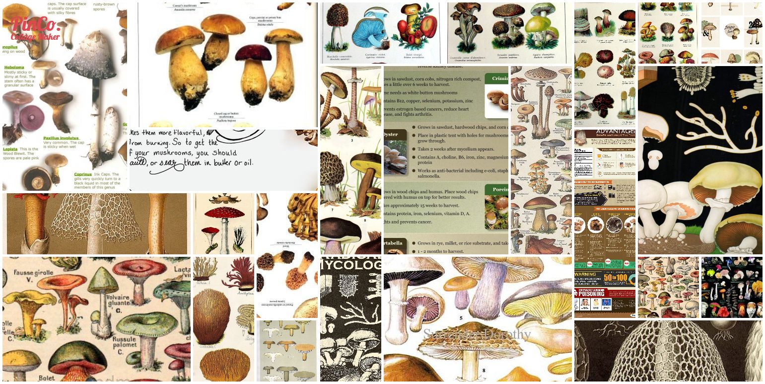 Christian Images In My Treasure Box: Interesting Mushroom