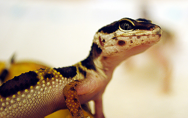 The Amazing Gecko: 20 Interesting Facts about the World’s Most Species ...