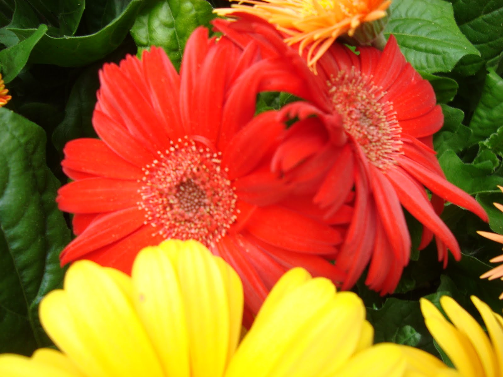 Home and Garden » Blog Archive » Beautiful African Daisy, Gerbera Flowers