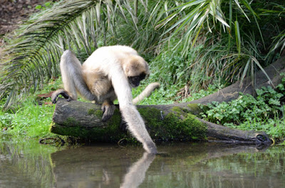 Quiero Aprender Yoga: Relatos 43: El mono que salvó a un pez