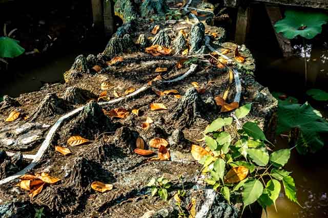 Mengenal Agama Kelapa, Agama Unik Asal Vietnam - Berita Aneh dan Unik ...