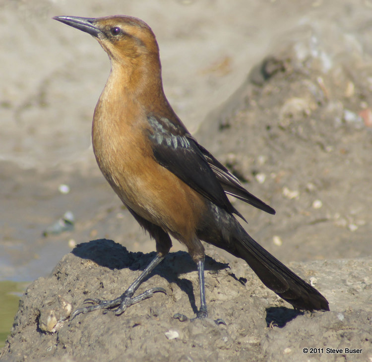 I see these guys all the time but I can't figure out who they are ...