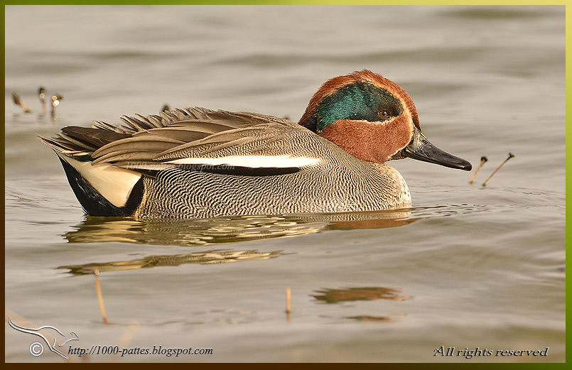 WILDLIFE GATEWAY: Les canards de surface
