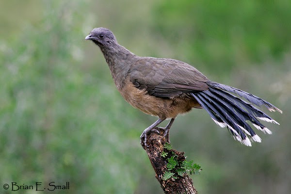 Bellas Aves de El Salvador: Ortalis leucogastra (chacha, pava ...