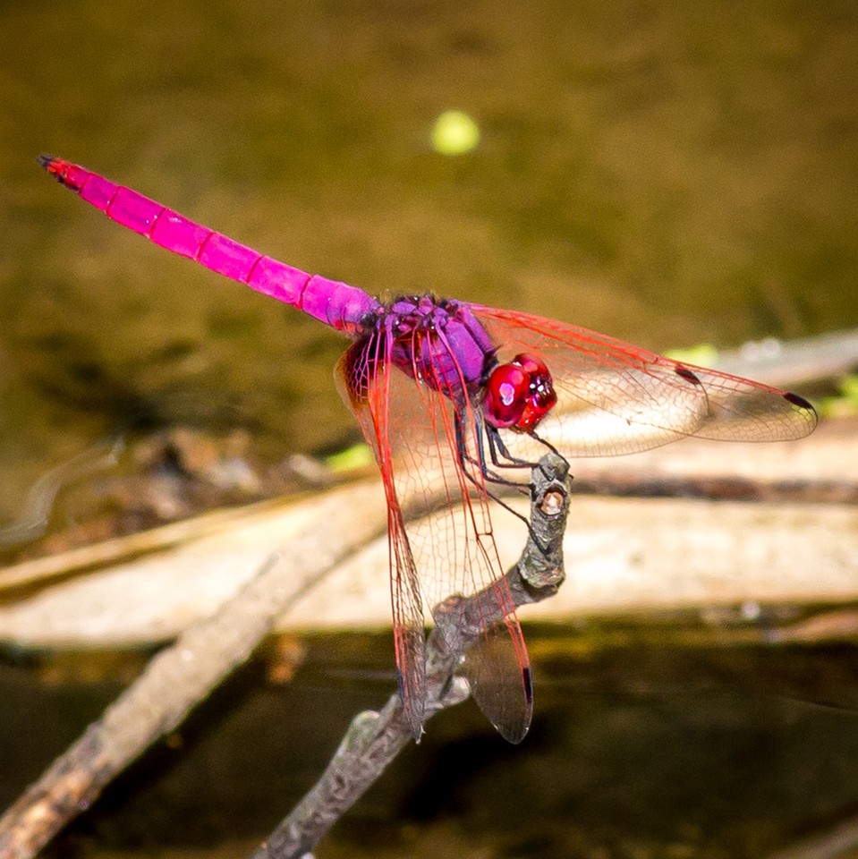 Manda Animali: Libellula Rosa, Viola, Rossa e Dorata!!