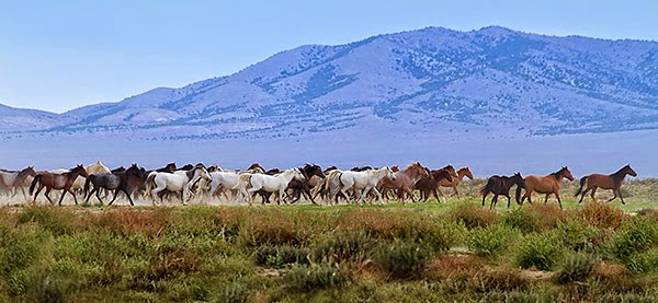 Awakenings: Nevada: Running with the Wild Horses