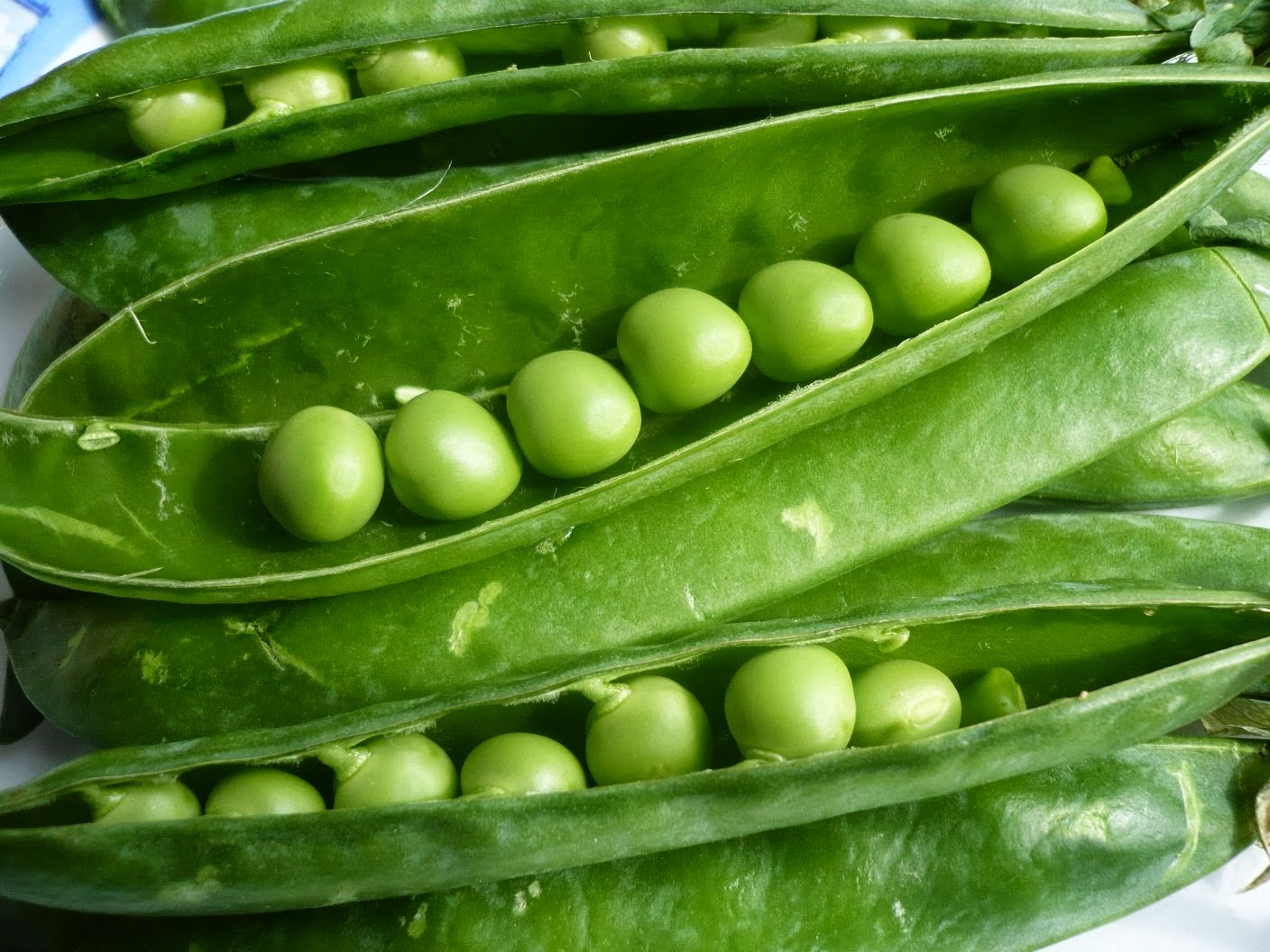 TU SALUD Y LA NUTRICIÓN.: LOS VEGETALES