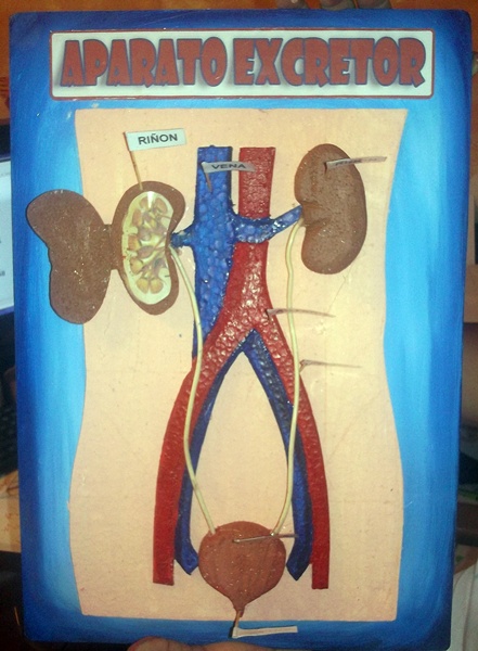 Como Hacer Una Maqueta Del Aparato Excretor How To Ma