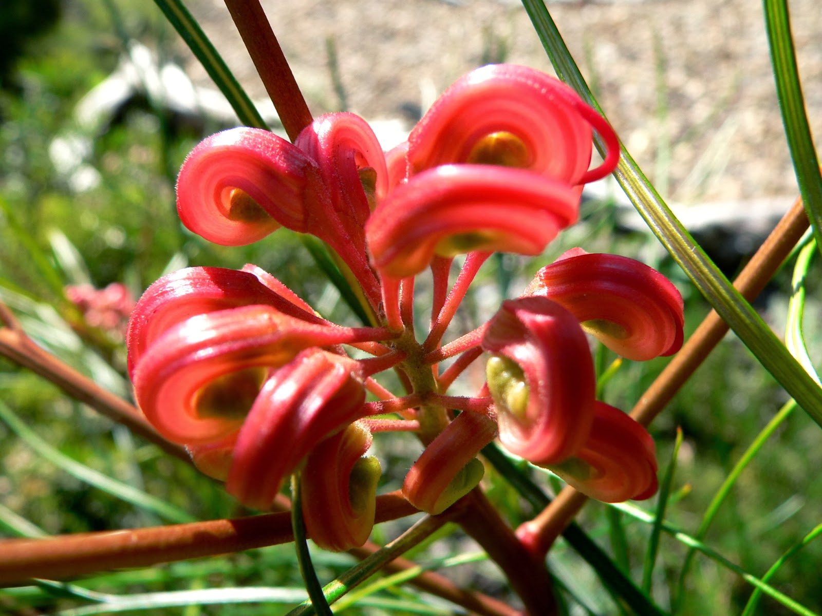Aggregata Plants & Gardens: Spring has sprung in my Macedon garden 2013