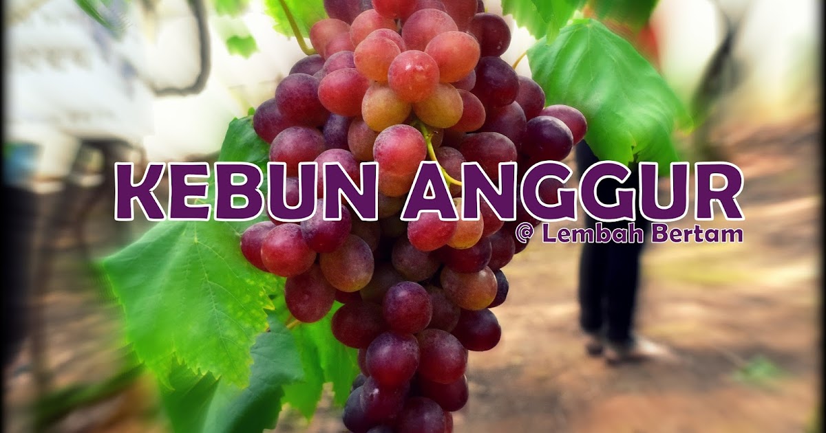 mrkumai.blogspot.com: Musim Anggur di Kebun Anggur Lembah Bertam ...