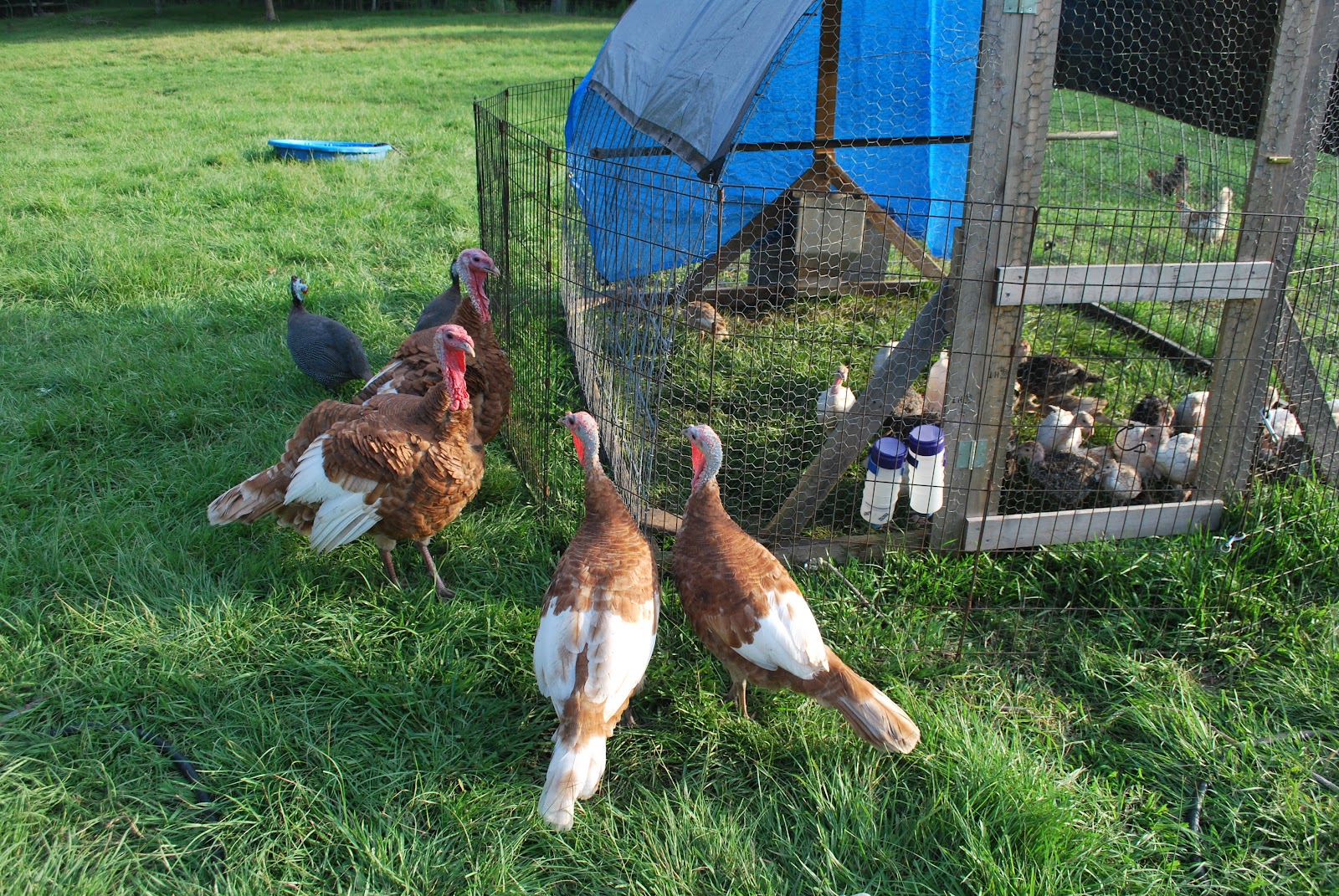 HighTail Farms: Tractor Turkeys