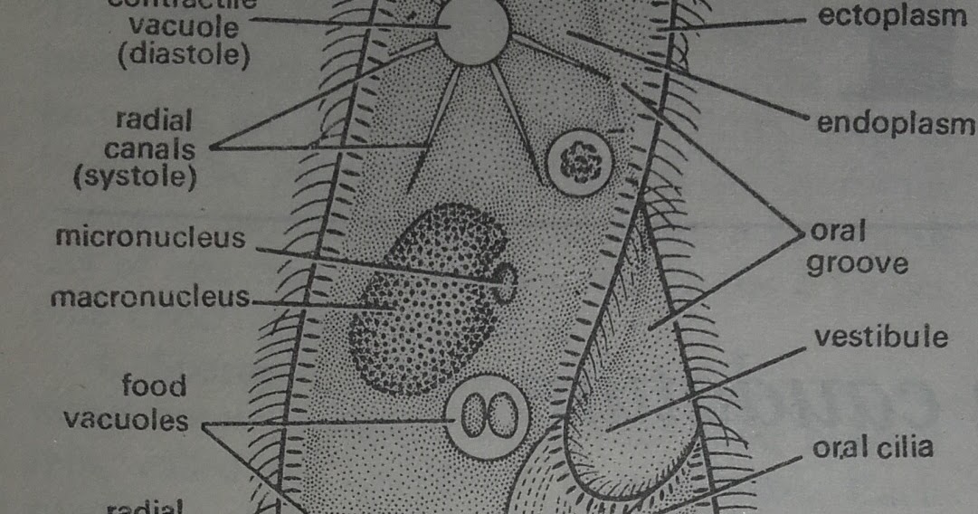 Zoology for higher secondary level: Paramecium caudatum