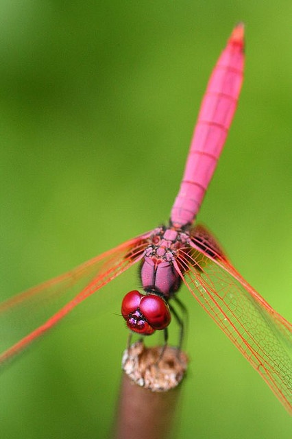 Manda Animali: Libellula Rosa, Viola, Rossa e Dorata!!