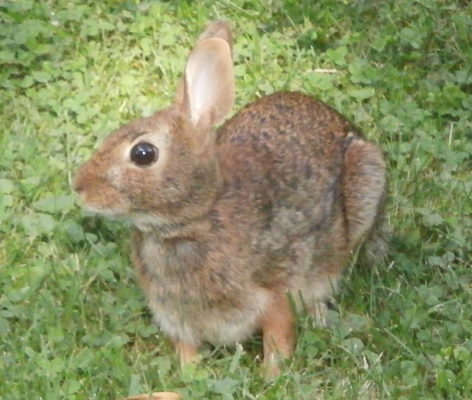 Mark Bellis: Eastern cottontail rabbit (Sylvilagus floridanus)