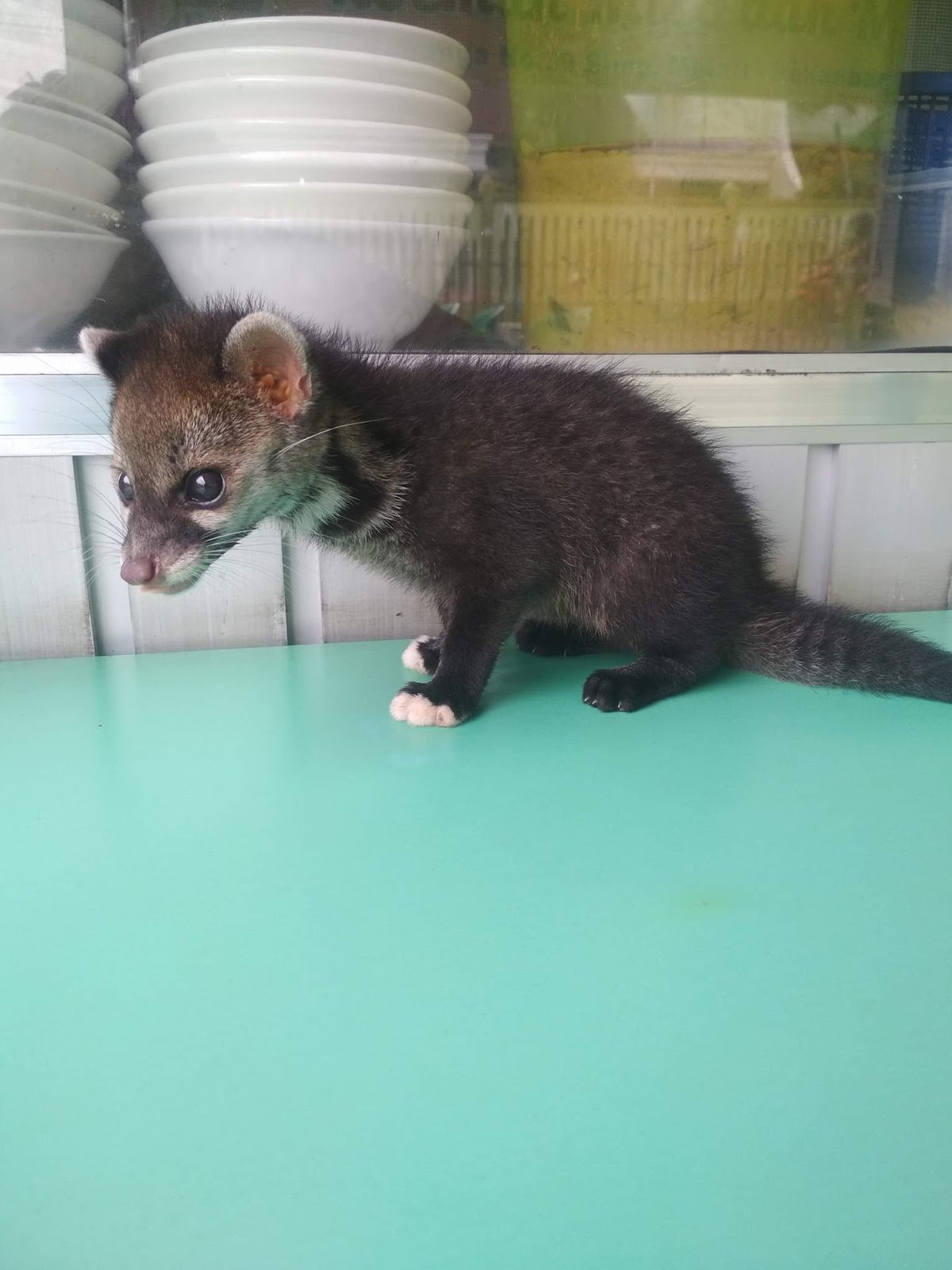 Jenis jenis musang, kerabat musang dan harganya - Karolus Ivan Purwoko