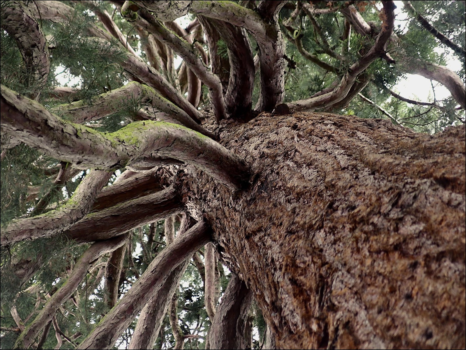 "By Stargoose And Hanglands": January Tree, January Flower