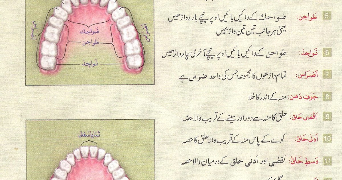Learn Quran Online: Teeth name in tajweed