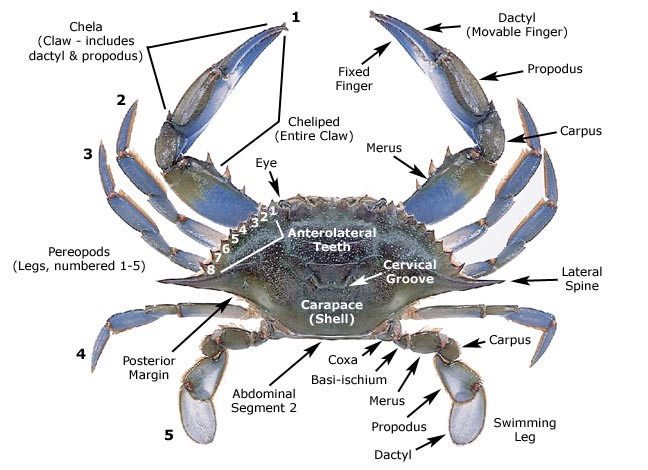 Biologi Rajungan | perikanan daily