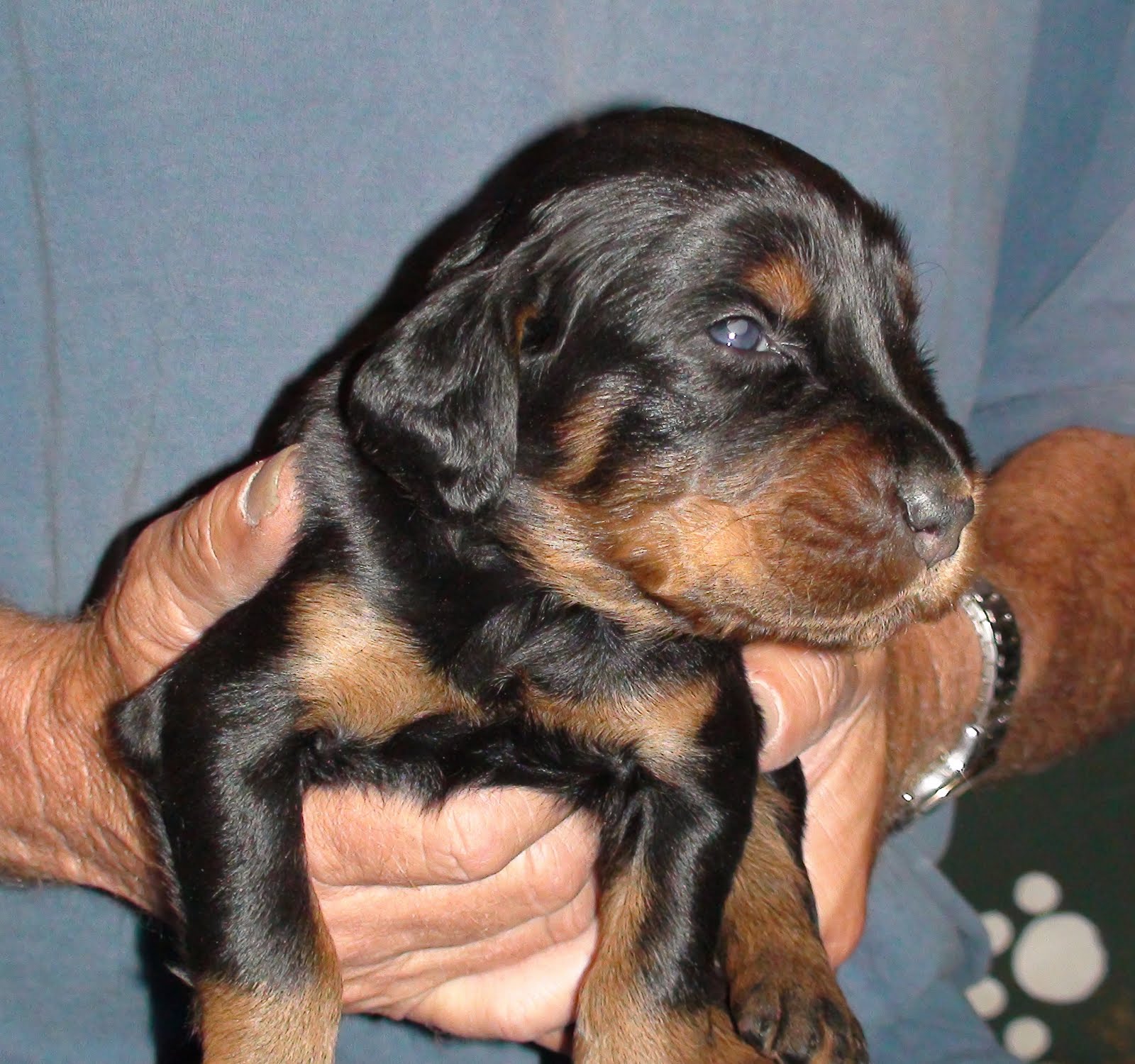 Gordon Setter Crossing: Gordon Setter Puppies - At 2 1/2 Wks. Old