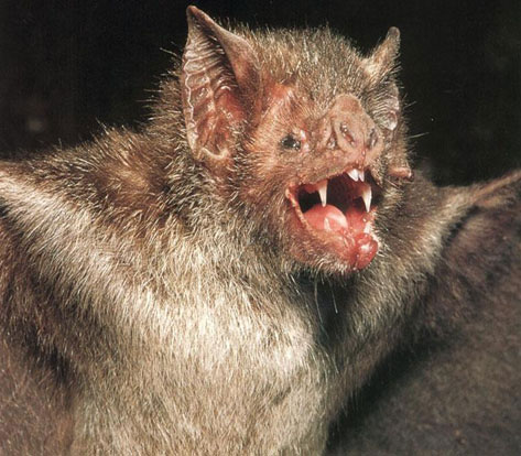 Knowledge of Animals: Vampire bats