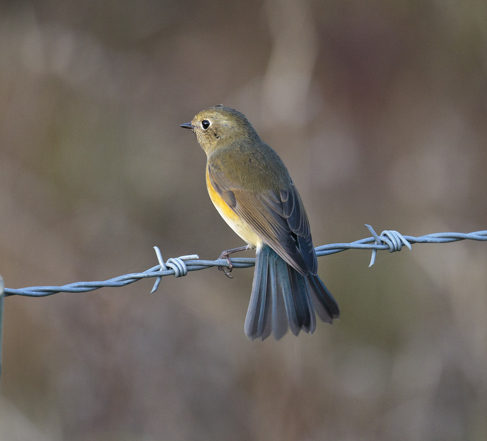 pewit: last few Bluetails