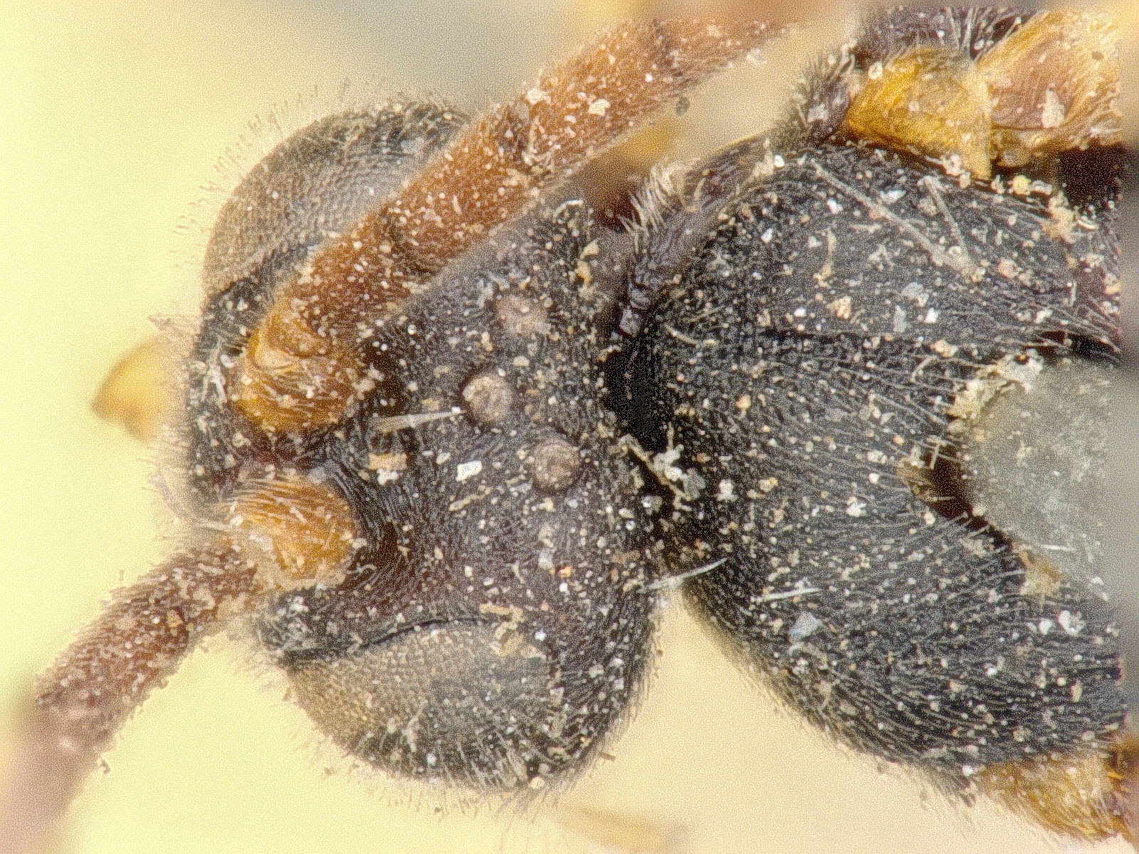 BRACONID WASPS, CATERPILLARS, AND BIOCONTROL: Canadian Microgastrinae ...