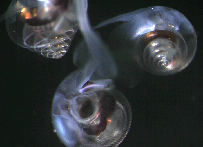 Charismatic Microfauna: Pteropods and the Arts II