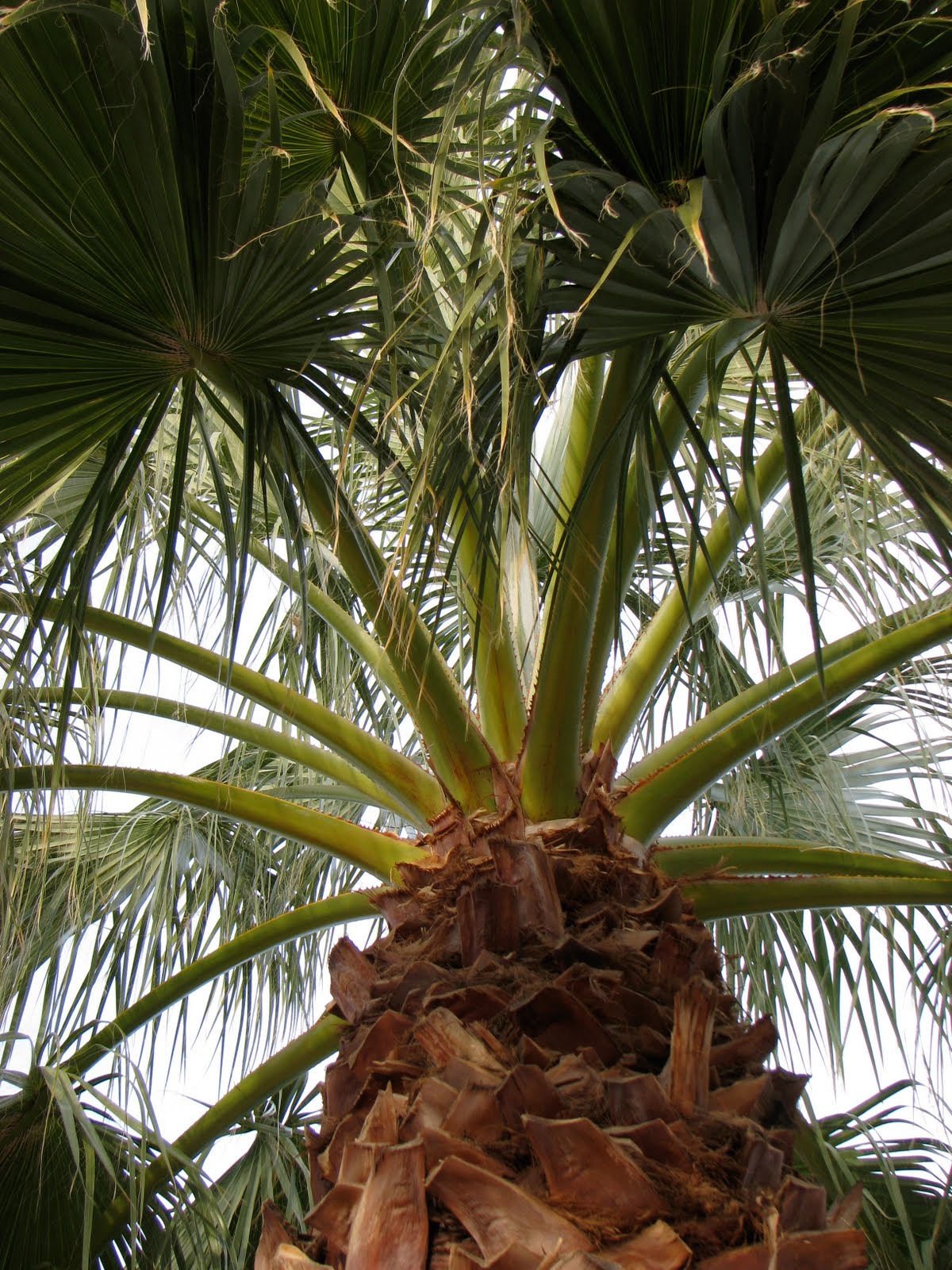 Janet's Fiber Artistry News: New Show--The Palm Tree challenge