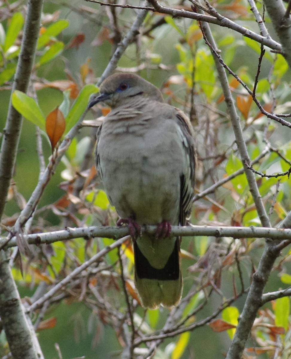 BC Rare Bird Alert: RBA: WHITE-WINGED DOVE in Port Renfrew - Aug 22nd ...