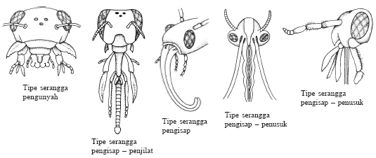 Erfin"s Blog: BIOLOGI: Adaptasi M O R F O L O G I