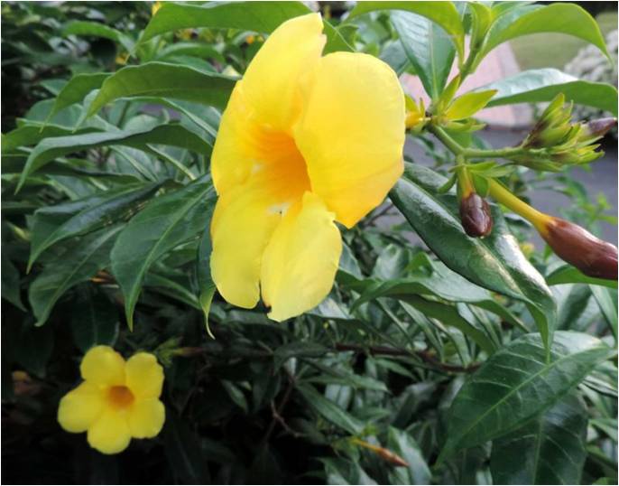 CRONICAS DE CUCUTA: 1351.- FLORES DE CUCUTA