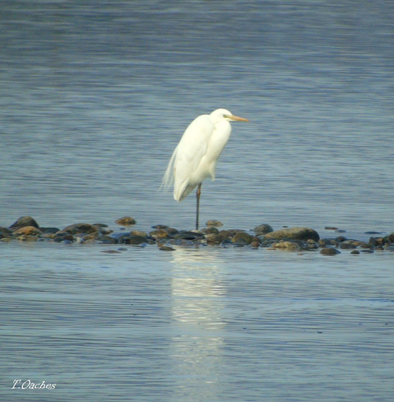 PASARI DIN ROMANIA: EGRETA MARE, Ardea alba