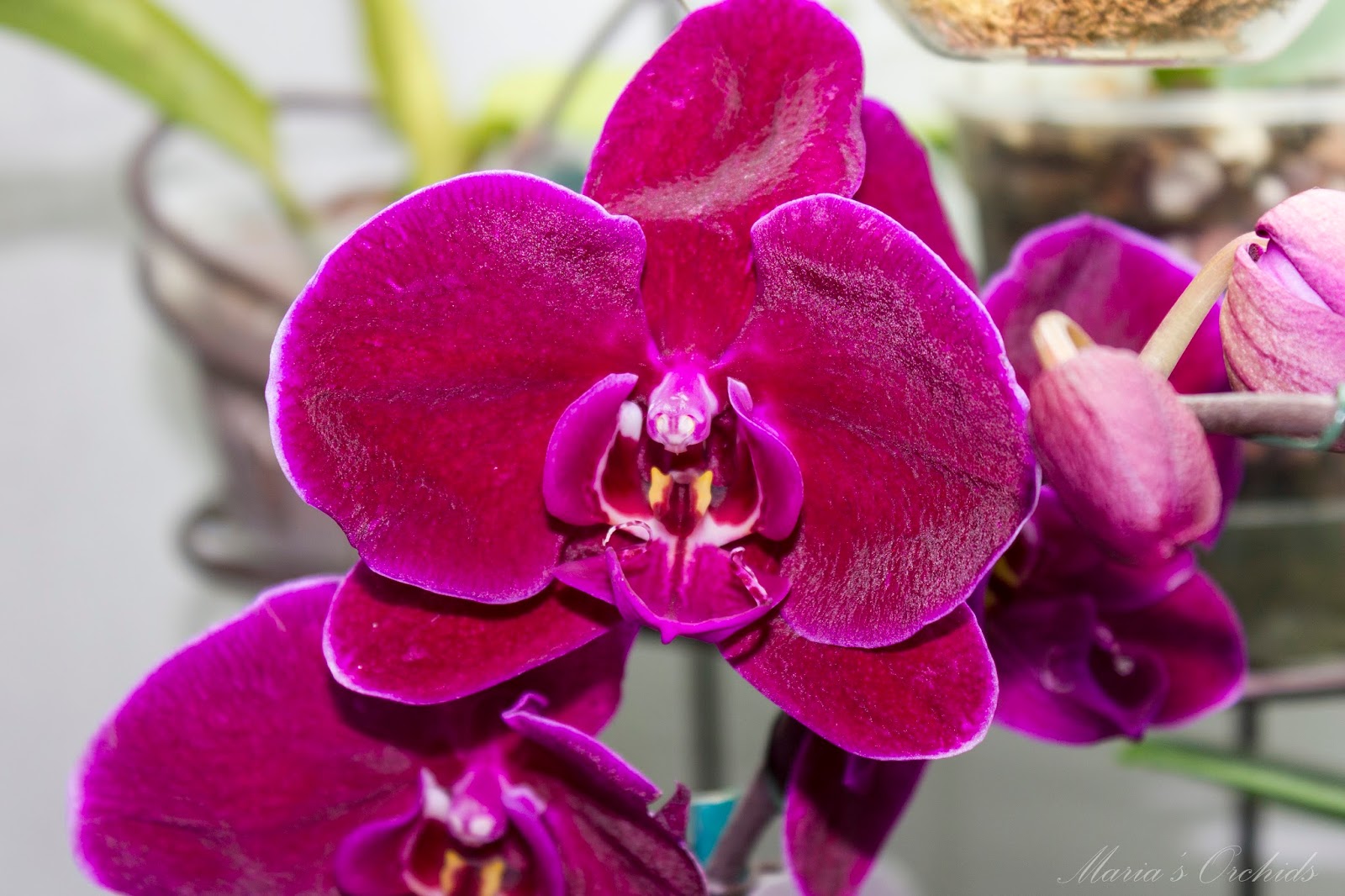 Phalaenopsis Orchid