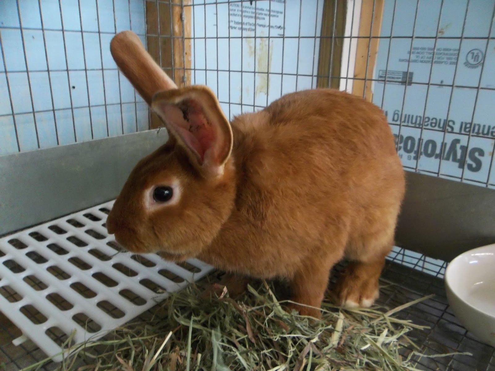 Texas Rabbit Barn: February 2014
