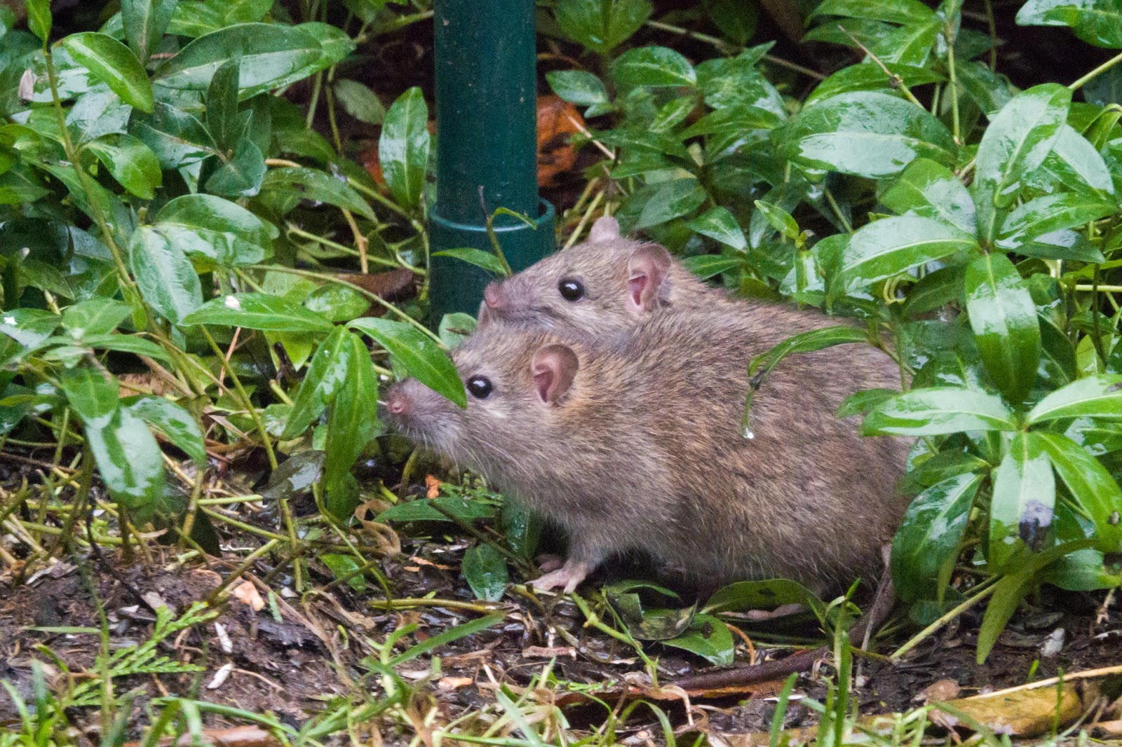 Chaikins of Bellingham: Backyard Critters